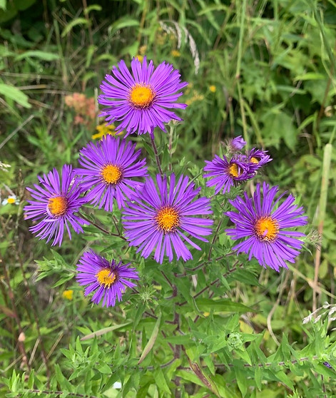 Shop Plants Native to Ontario | Guelph | Origin Native Plants